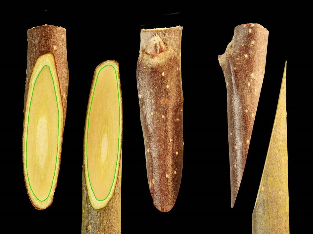 Greffes, cals et bourrelets | Planet-Vie