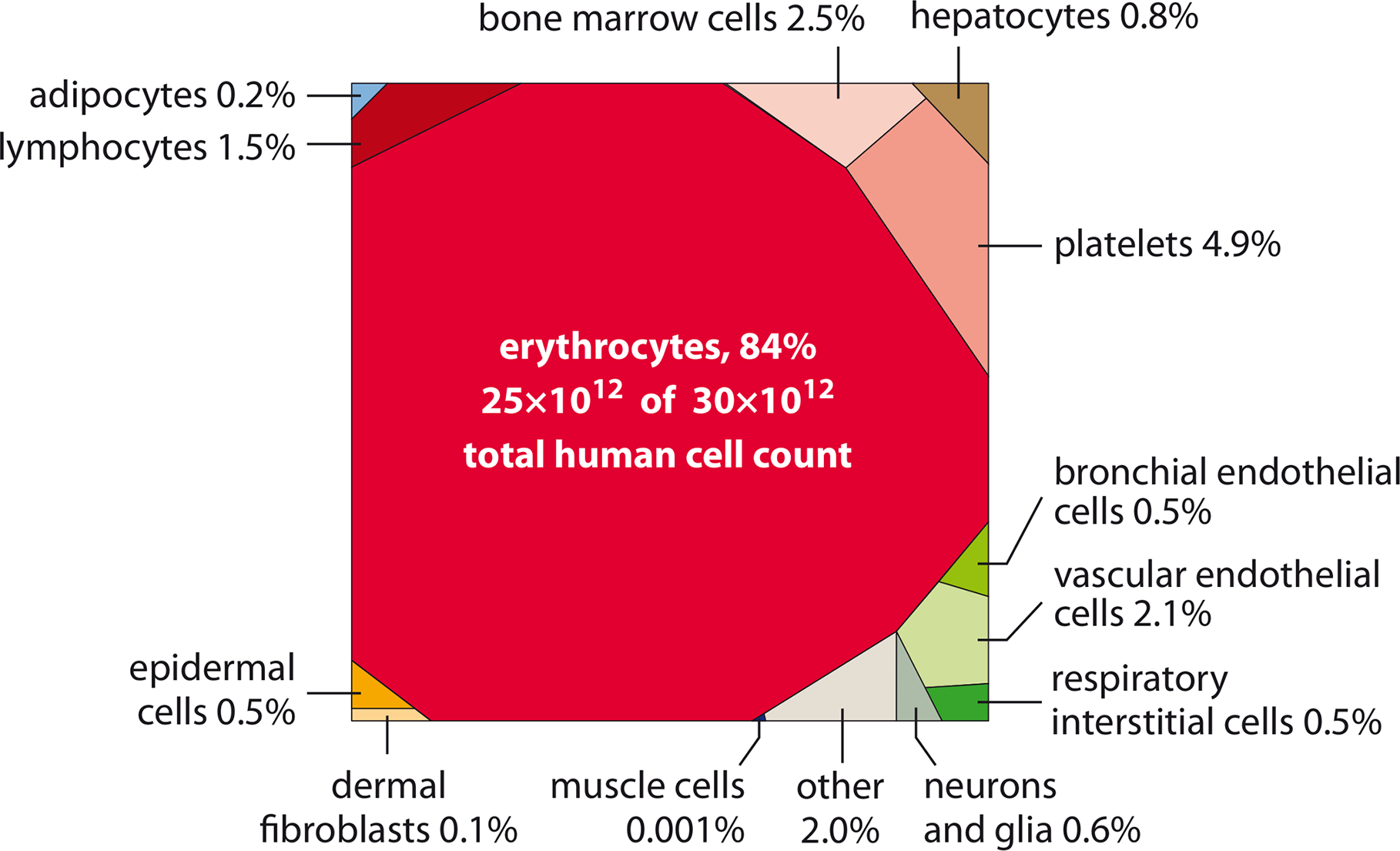 Combien de cellules composent un être humain ? | Planet-Vie