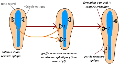 L'œil : structure, origine et propriétés physiques | Planet-Vie