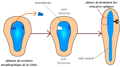 L'œil : structure, origine et propriétés physiques | Planet-Vie