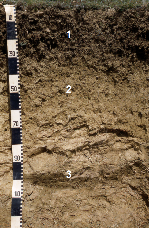 Le sol, l'épiderme vivant de notre planète | Planet-Vie