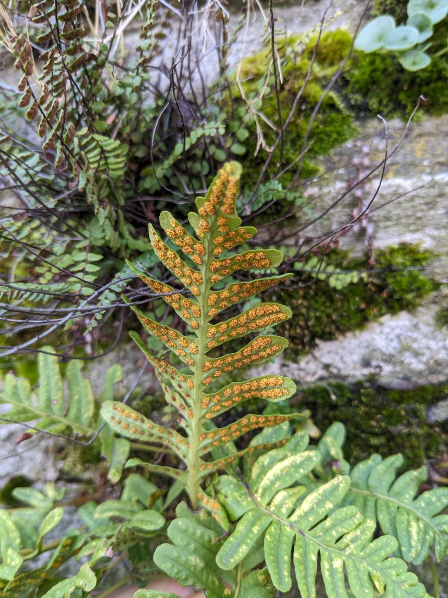 La reproduction sexuée du polypode : un cycle typique des fougères ...