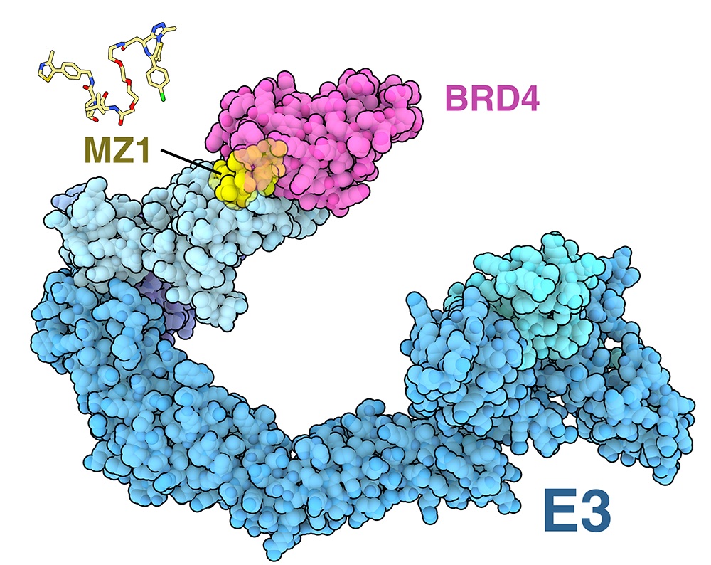 La protéine cereblon liée au pomalidomide et au facteur de ...