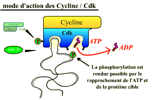 La régulation du cycle cellulaire | Planet-Vie
