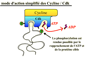 La régulation du cycle cellulaire | Planet-Vie