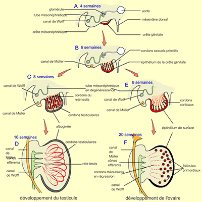 Anomalies Genetiques Chez Les Humains Organes Sexuels ...