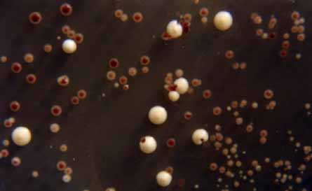 mutation levure ade2