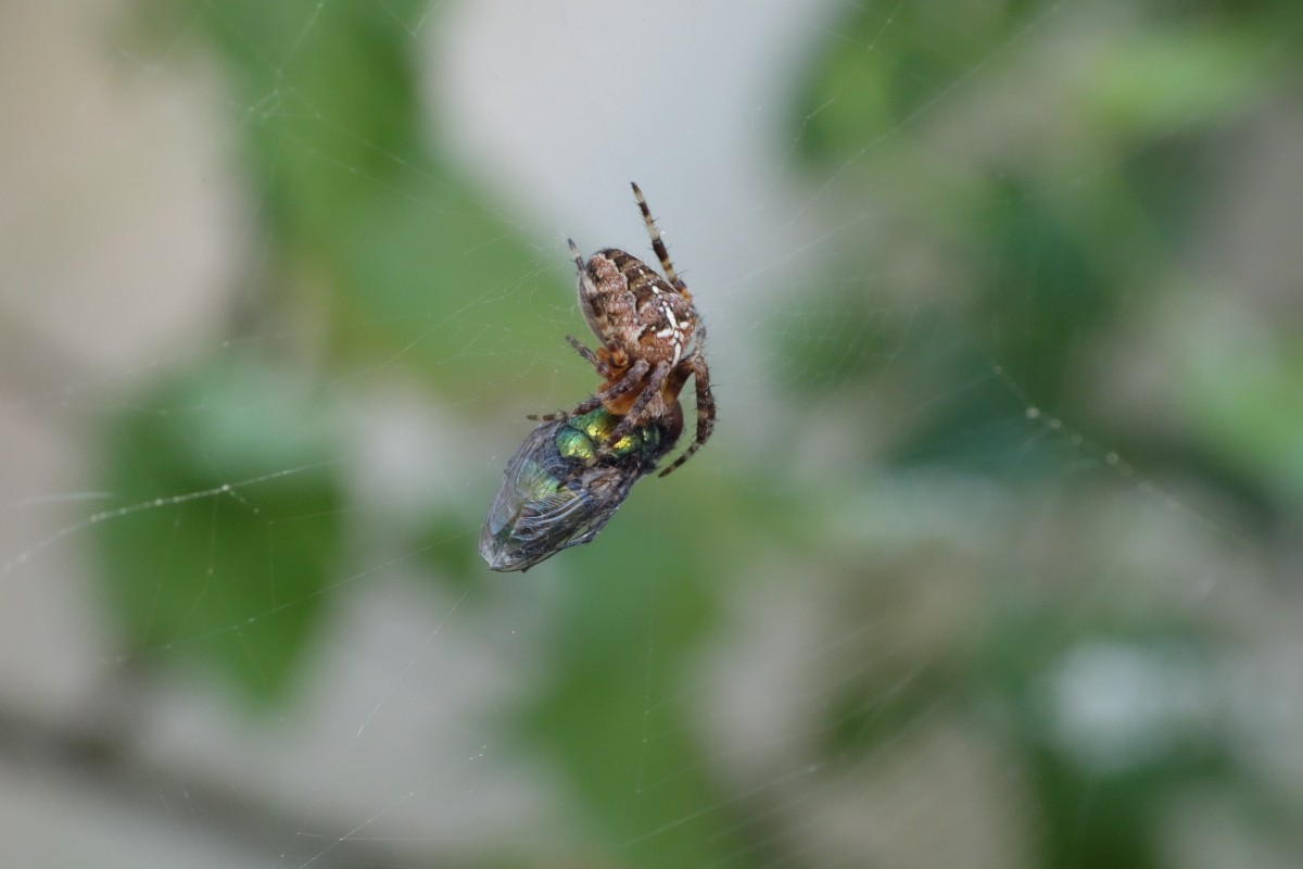 Épeire diadème (Araneus diadematus) et mouche (Lucilia sp.) | Planet-Vie