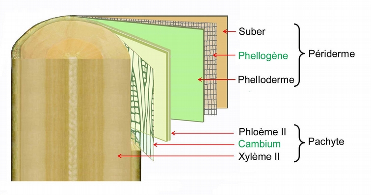 La structure secondaire des tiges | Planet-Vie
