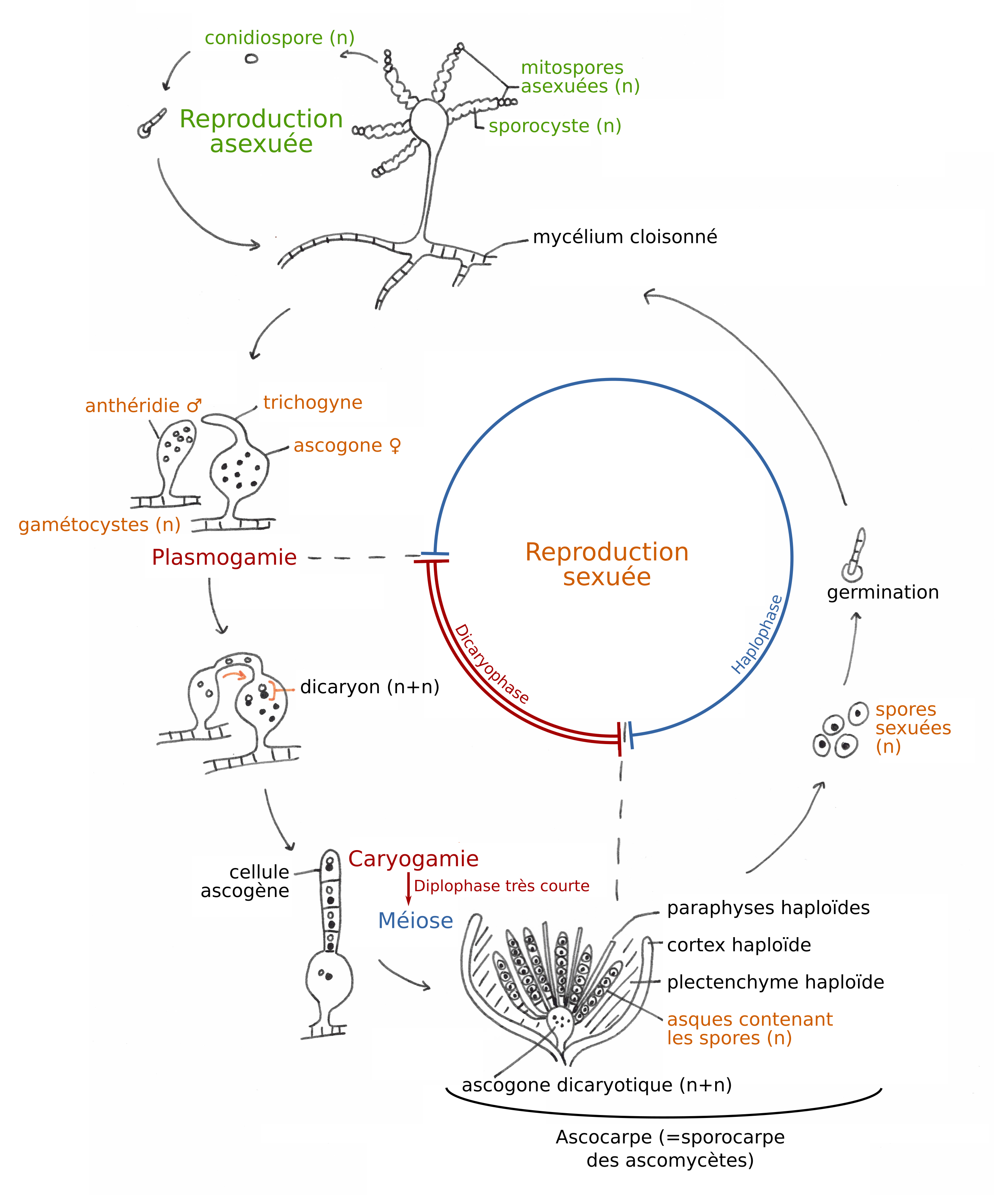 Qu'est-ce qu'un champignon ? | Planet-Vie