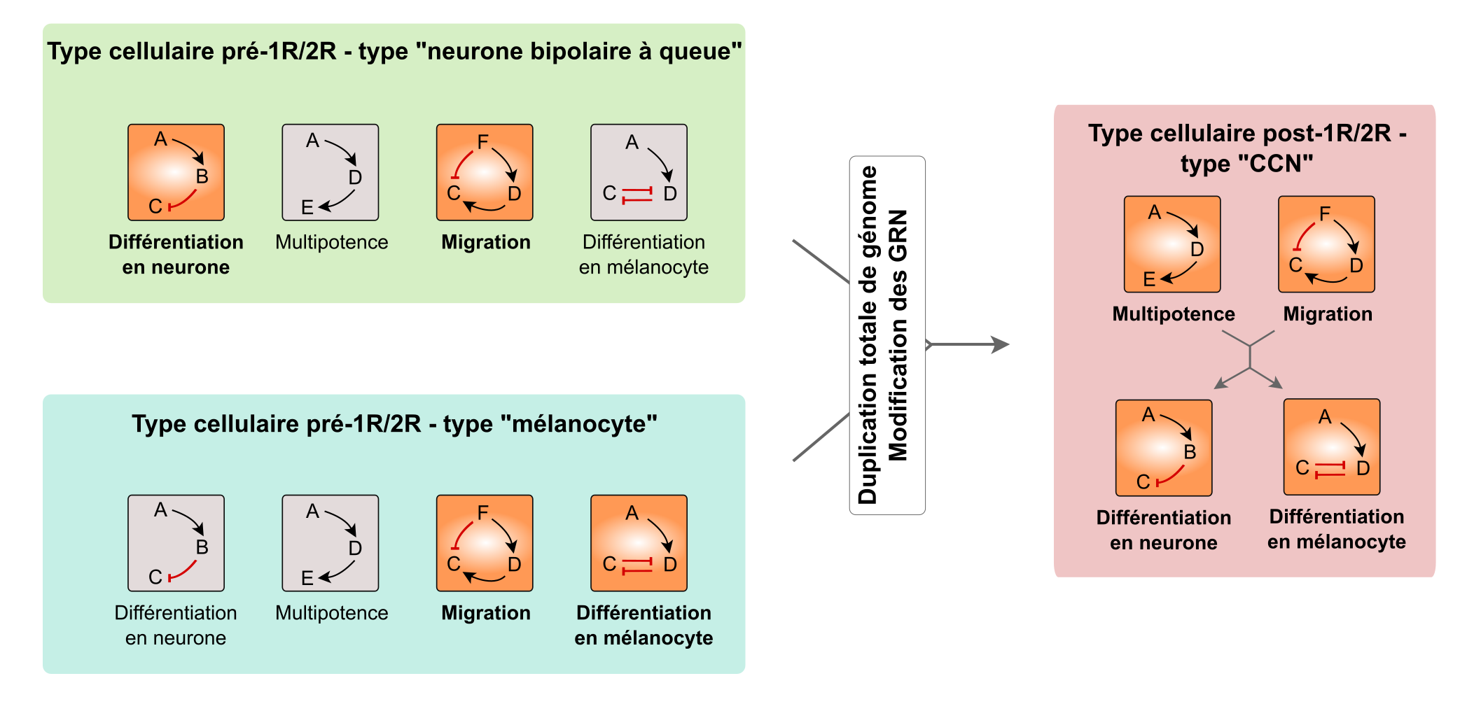 Les cellules des crêtes neurales : « la seule chose intéressante » chez ...
