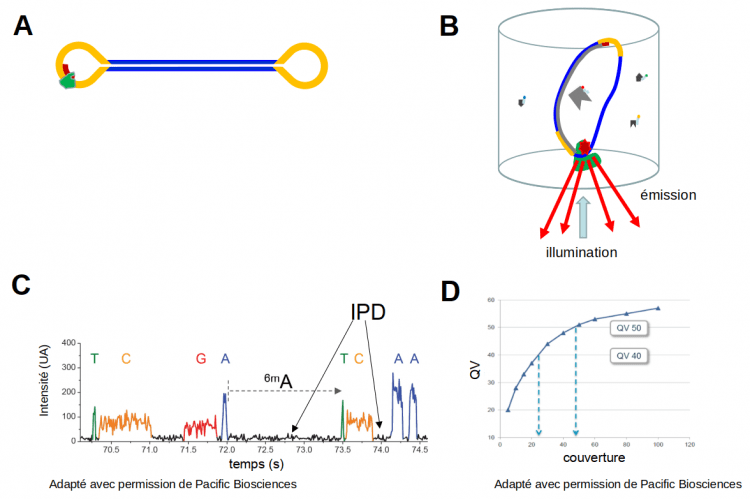 La technologie de séquençage single molecule real time (SMRT) de ...