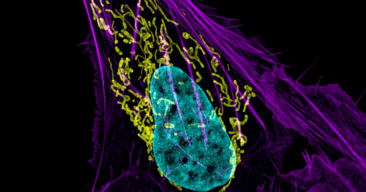 Les mitochondries | Planet-Vie