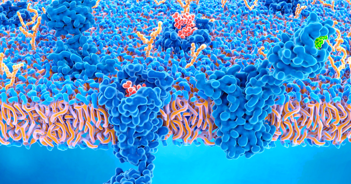 Les Membranes Biologiques Des Structures Dynamiques Planet Vie
