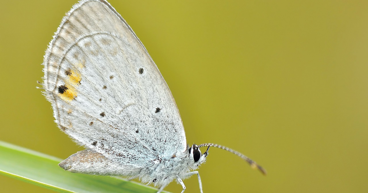 Minute, papillon ! | Planet-Vie