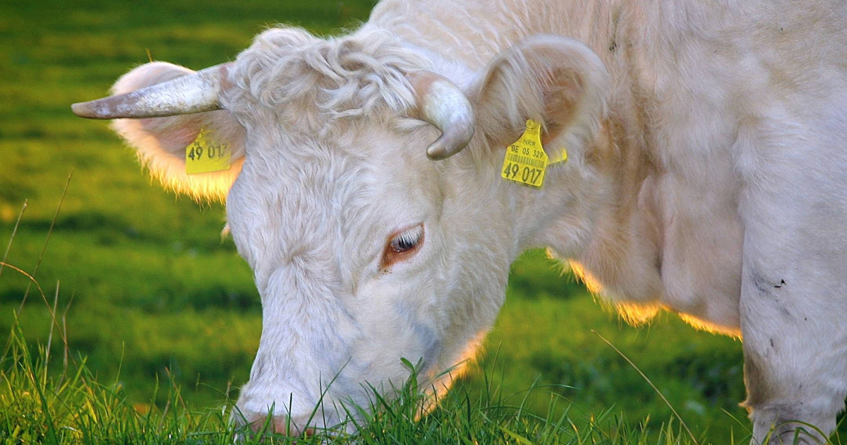 La digestion ruminale des aliments | Planet-Vie