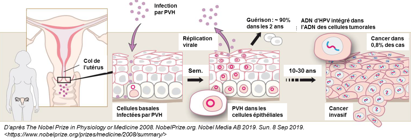 Histoire naturelle de l’infection par les papillomavirus humains (PVH ...