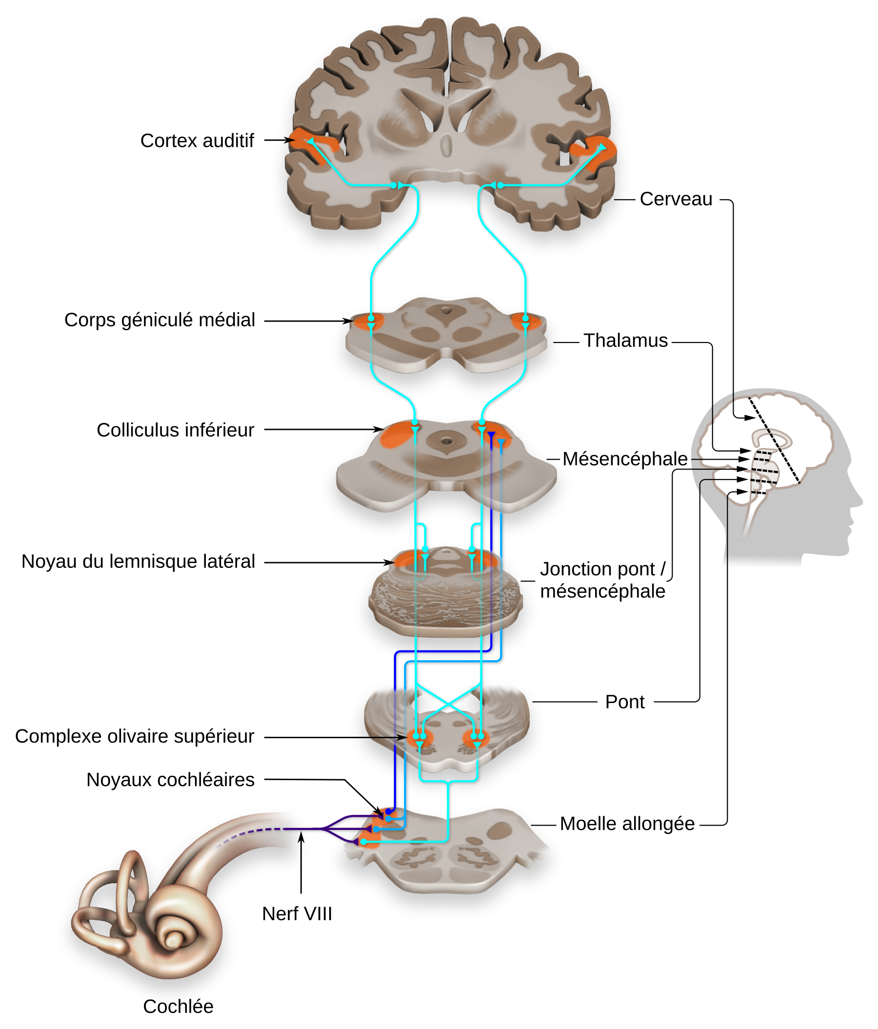 La voie auditive primaire : de la cochlée au cortex auditif primaire ...