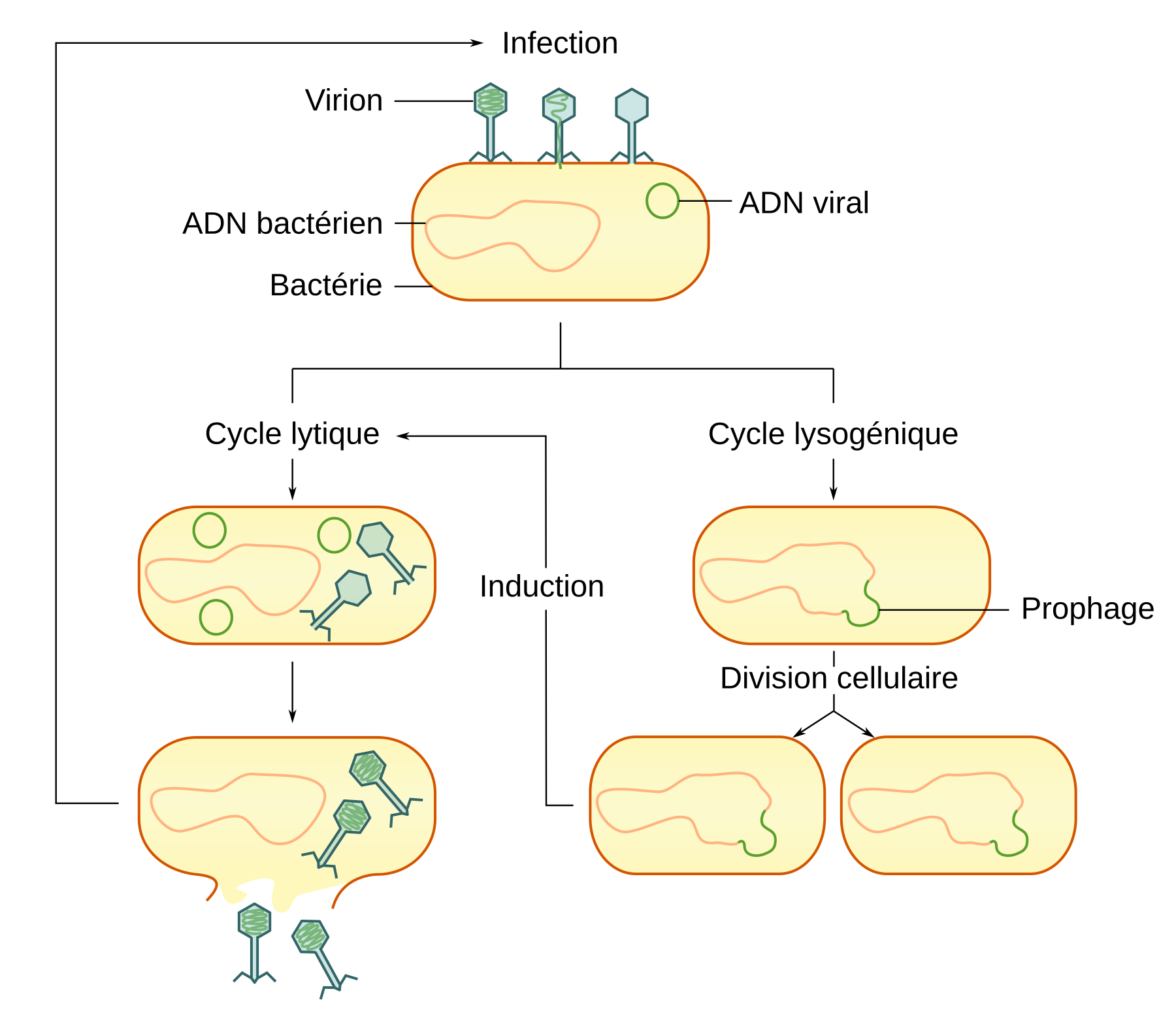 Les différents modes de propagation des phages : cycle lytique et cycle ...