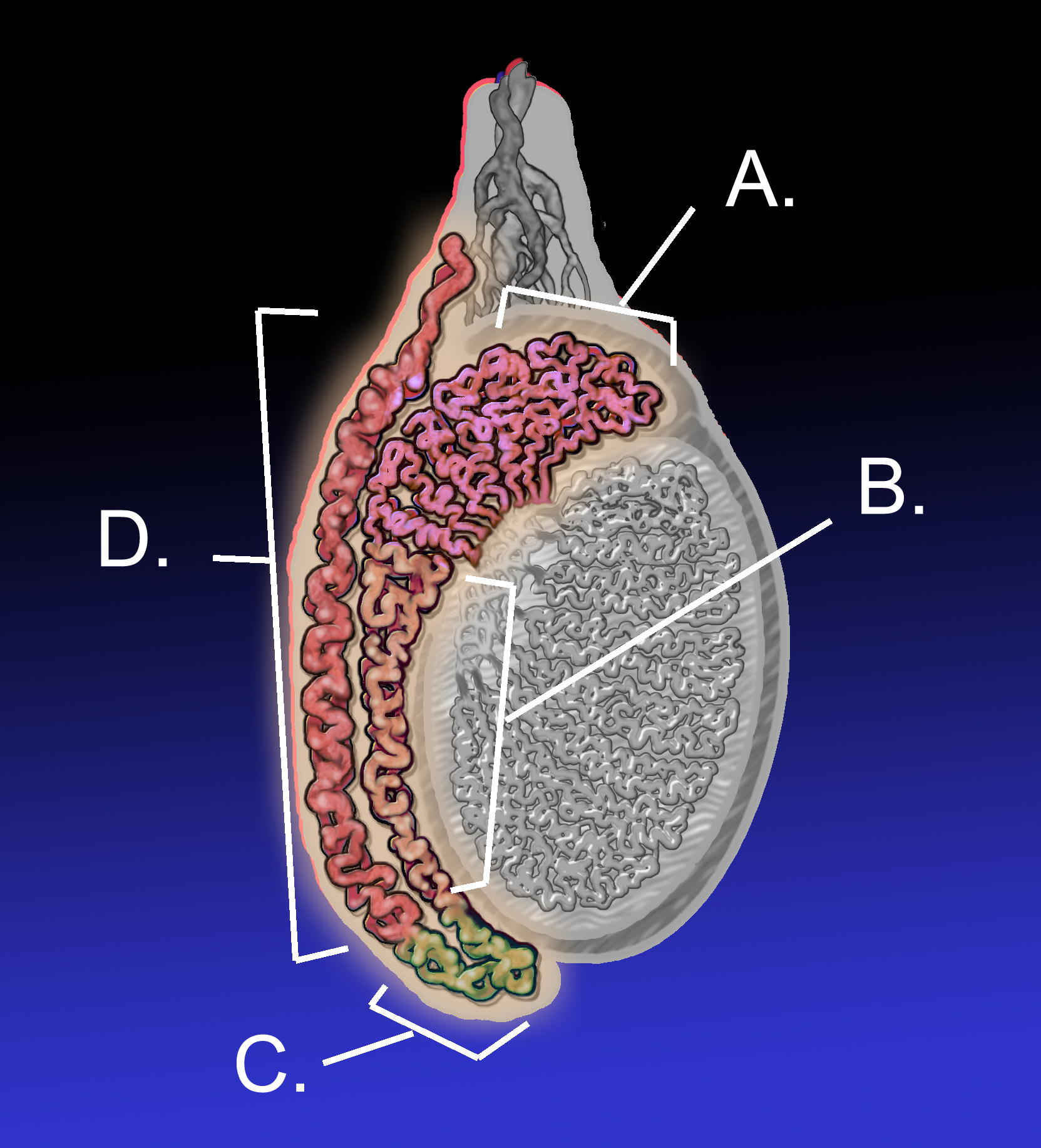 Testicule humain adulte avec l'épididyme mis en évidence | Planet-Vie