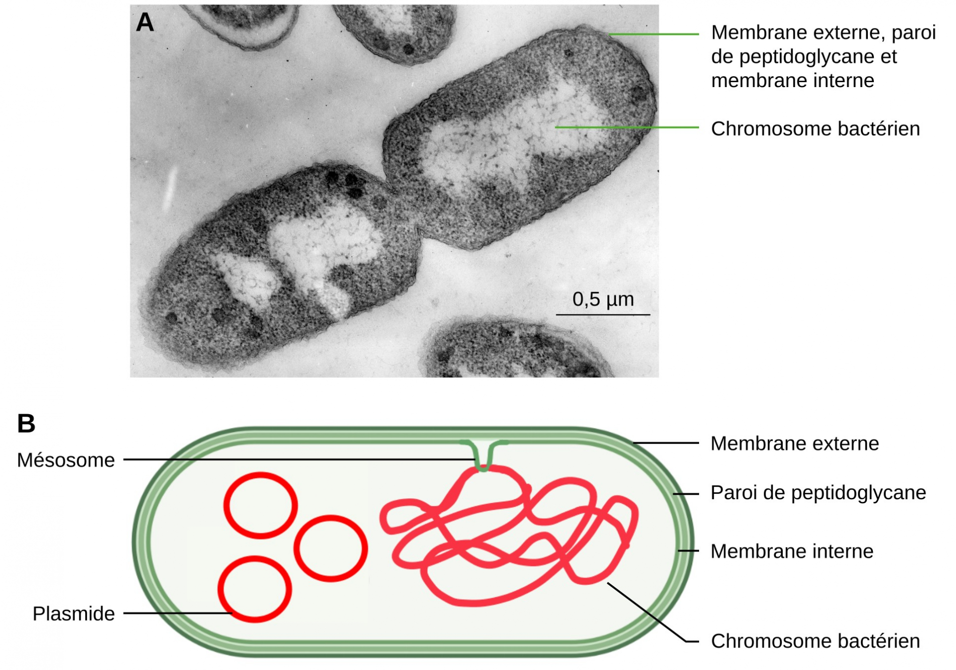 Organisation d’une bactérie à Gram négatif, type E.coli | Planet-Vie