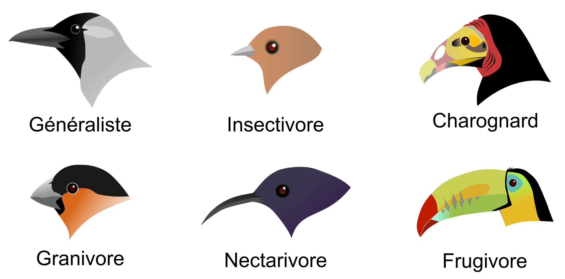 Les relations interspécifiques | Planet-Vie