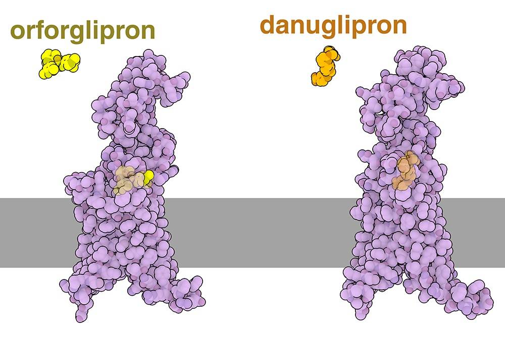 La molécule du mois : les agonistes du récepteur du GLP-1 | Planet-Vie