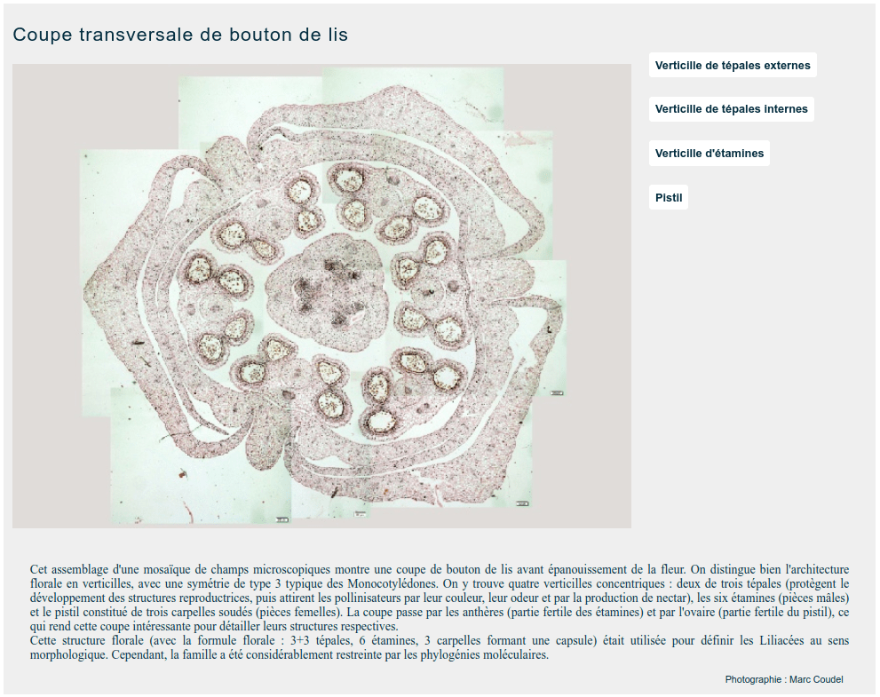 Lames histologiques, photographies de spécimens, modèles 3D… découvrez ...