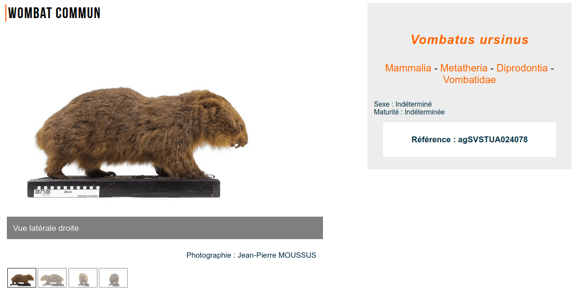 Lames histologiques, photographies de spécimens, modèles 3D… découvrez ...