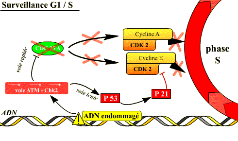La régulation du cycle cellulaire | Planet-Vie